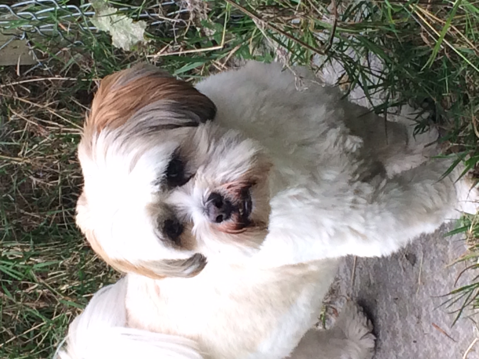 Joey - Riverside Boarding Kennels